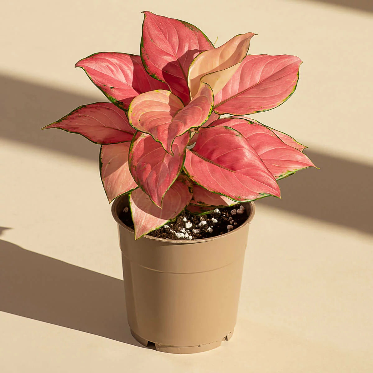 Aglaonema 'Pink Star' H30 cm - Plante de interior roz - PlantUp