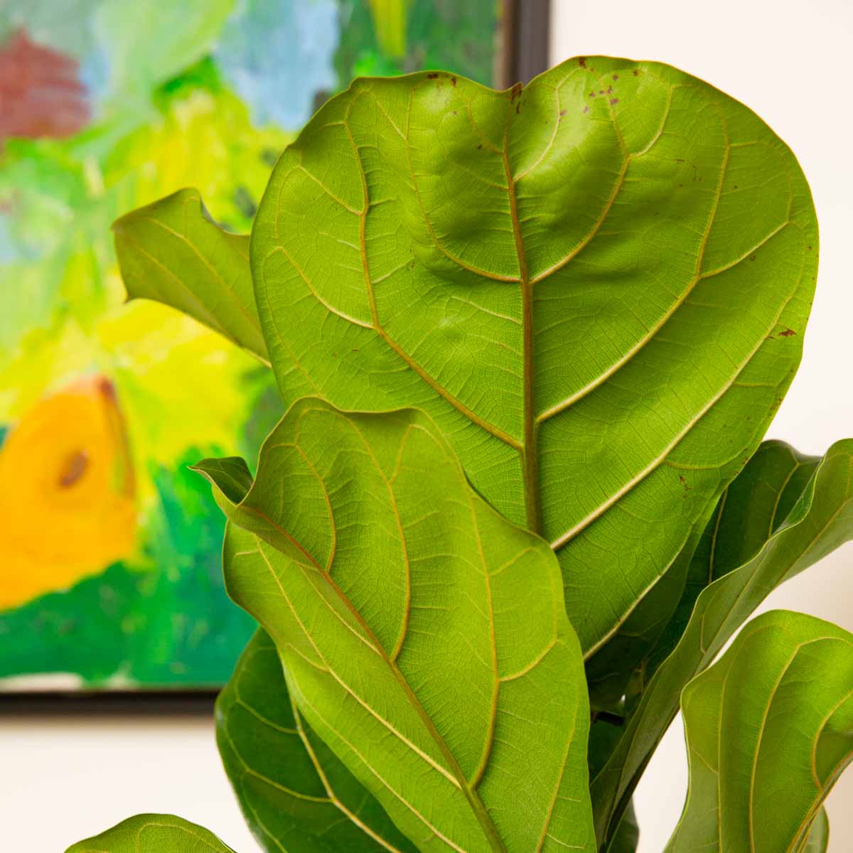 Ficus lyrata (Smochinul lira) H120 cm - Plante mari de interior - PlantUp