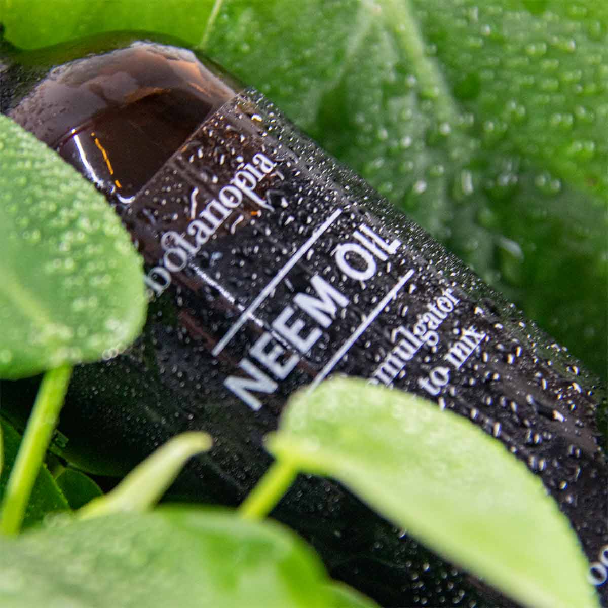 Ulei de Neem 100 ml (Insecticid natural) – PlantUp