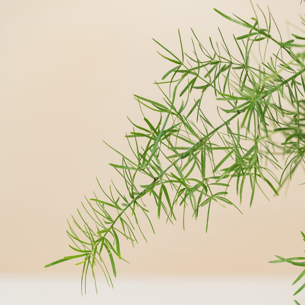 Asparagus densiflorus 'Sprengeri' H30 cm - Feriga de interior - PlantUp