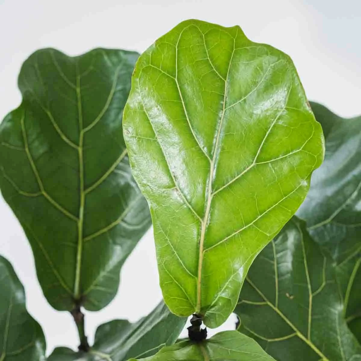 Ficus lyrata tip copac H140 cm – PlantUp