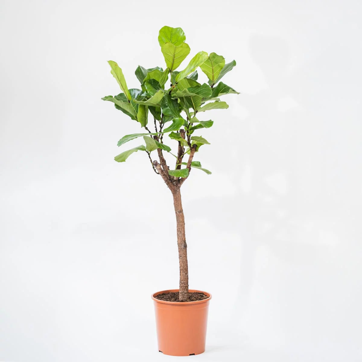 Ficus lyrata tip copac – PlantUp