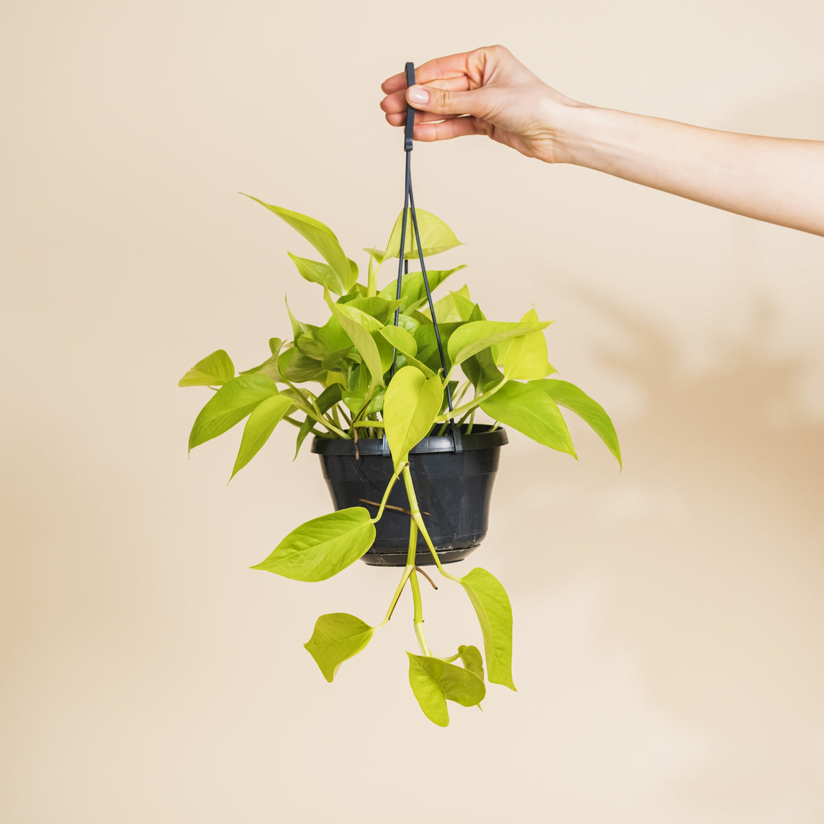Scindapsus 'Golden pothos' H40 cm - Plante curgatoare de interior - PlantUp