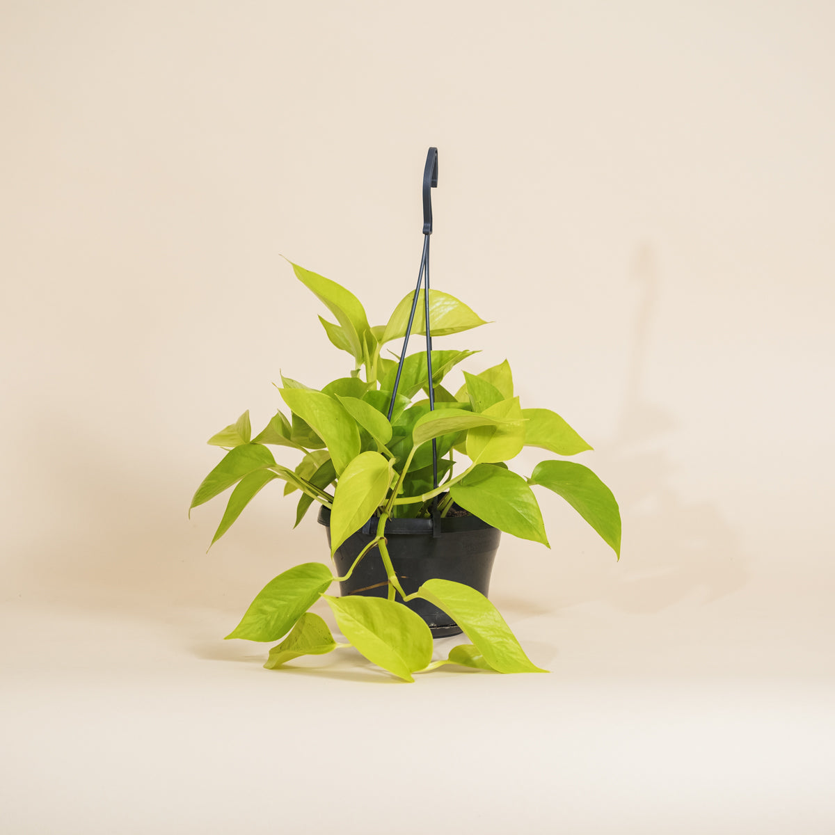 Scindapsus 'Golden pothos' H40 cm - Plante curgatoare de interior - PlantUp