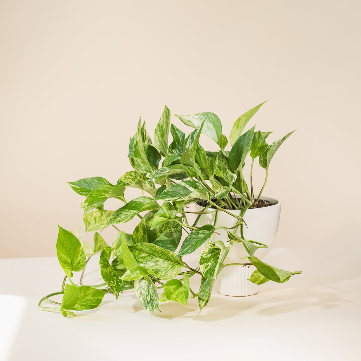 Scindapsus 'Marble Queen' (Pothos) H30 cm - Plante curgatoare de ...
