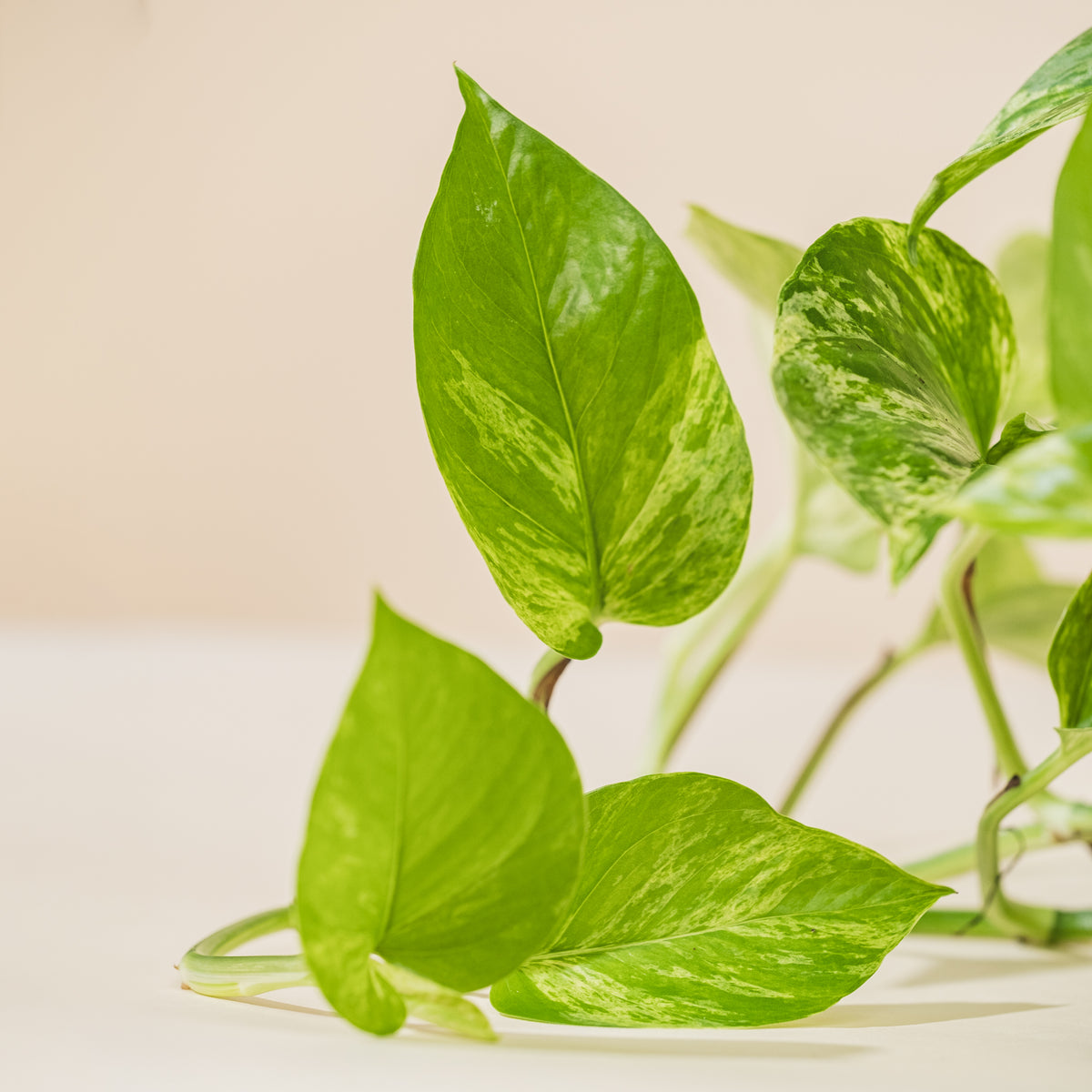 Scindapsus 'Marble Queen' (Pothos) H30 cm - Plante curgatoare de ...
