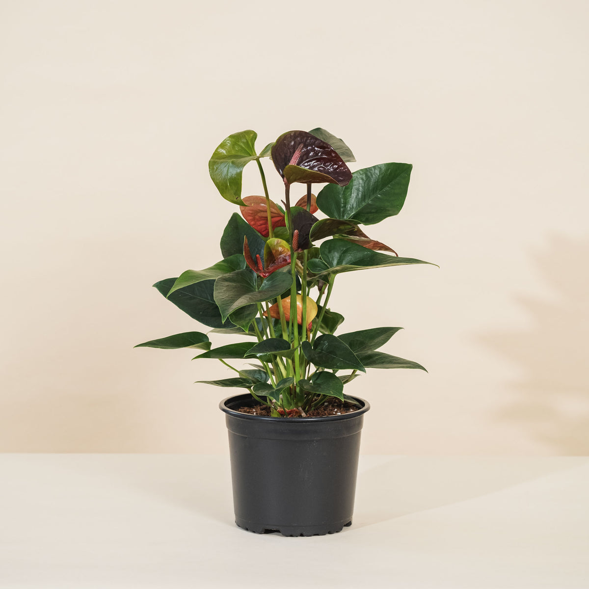 Anthurium andreanum 'Essencia' H50 cm – PlantUp