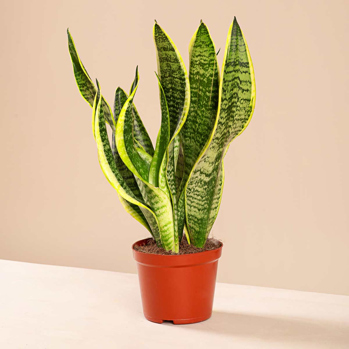Sansevieria trifasciata 'Laurentii' H40 cm - Limba soacrei - PlantUp