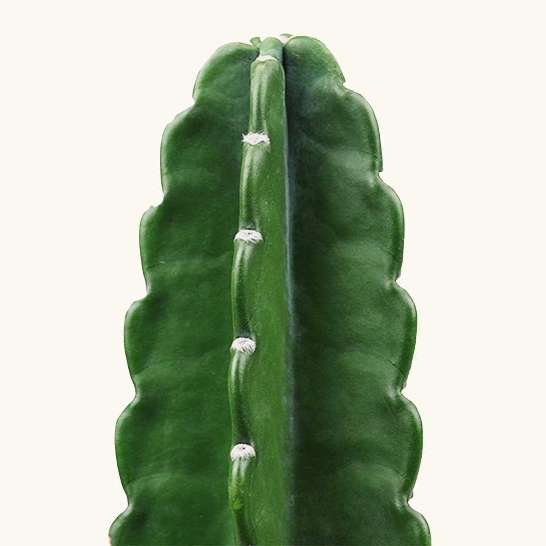 Cereus Jamacaru (Cuddly Cactus) H30 cm - Cactusi de interior - PlantUp