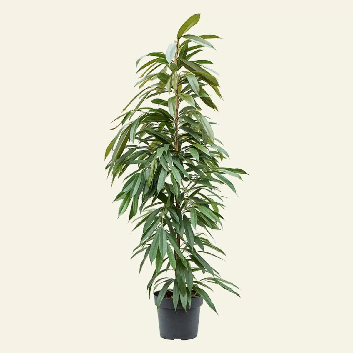 Ficus 'Amstel King' H150 cm – PlantUp