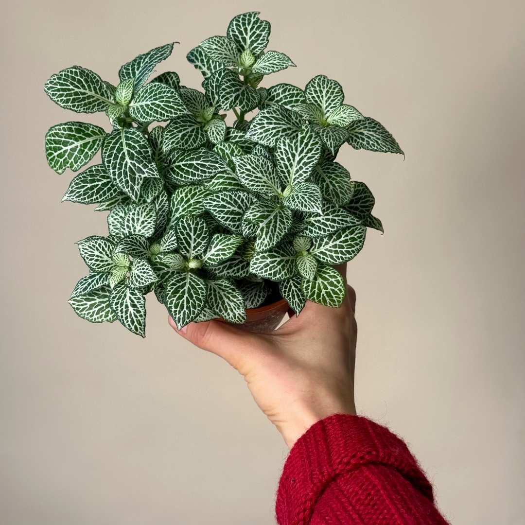 Fittonia (Nerve plant) mix culori H20 cm - Plante pet-friendly - PlantUp