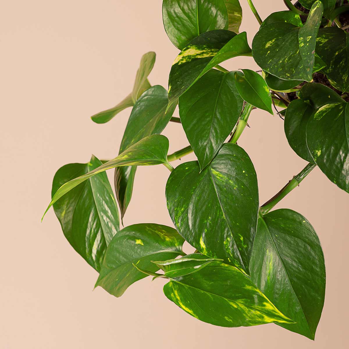 Scindapsus aureus (Pothos) H45 cm – PlantUp