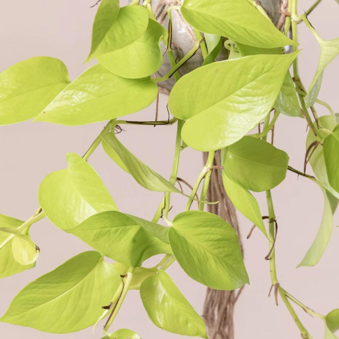 Scindapsus 'Golden pothos' H40 cm - Plante curgatoare de interior - PlantUp