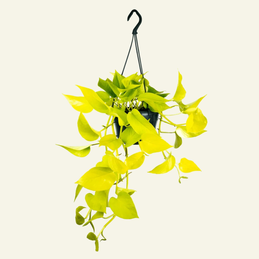 Scindapsus 'Golden pothos' H40 cm - Plante curgatoare de interior - PlantUp