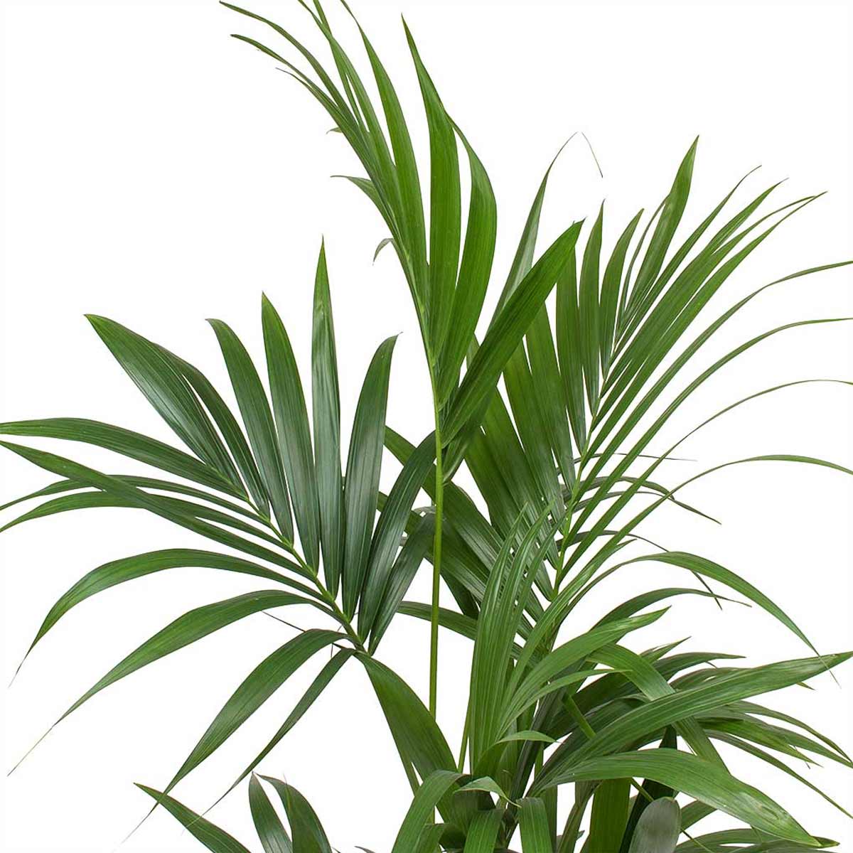 Kentia palm (Howea forsteriana) H170 cm - Palmieri de interior - PlantUp
