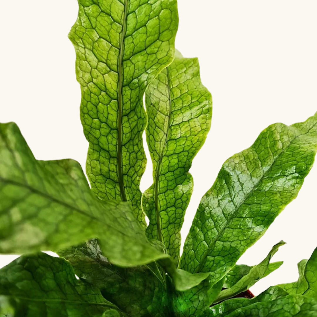 Microsorum Crocodyllus (Crocodile Fern) H20 cm – PlantUp