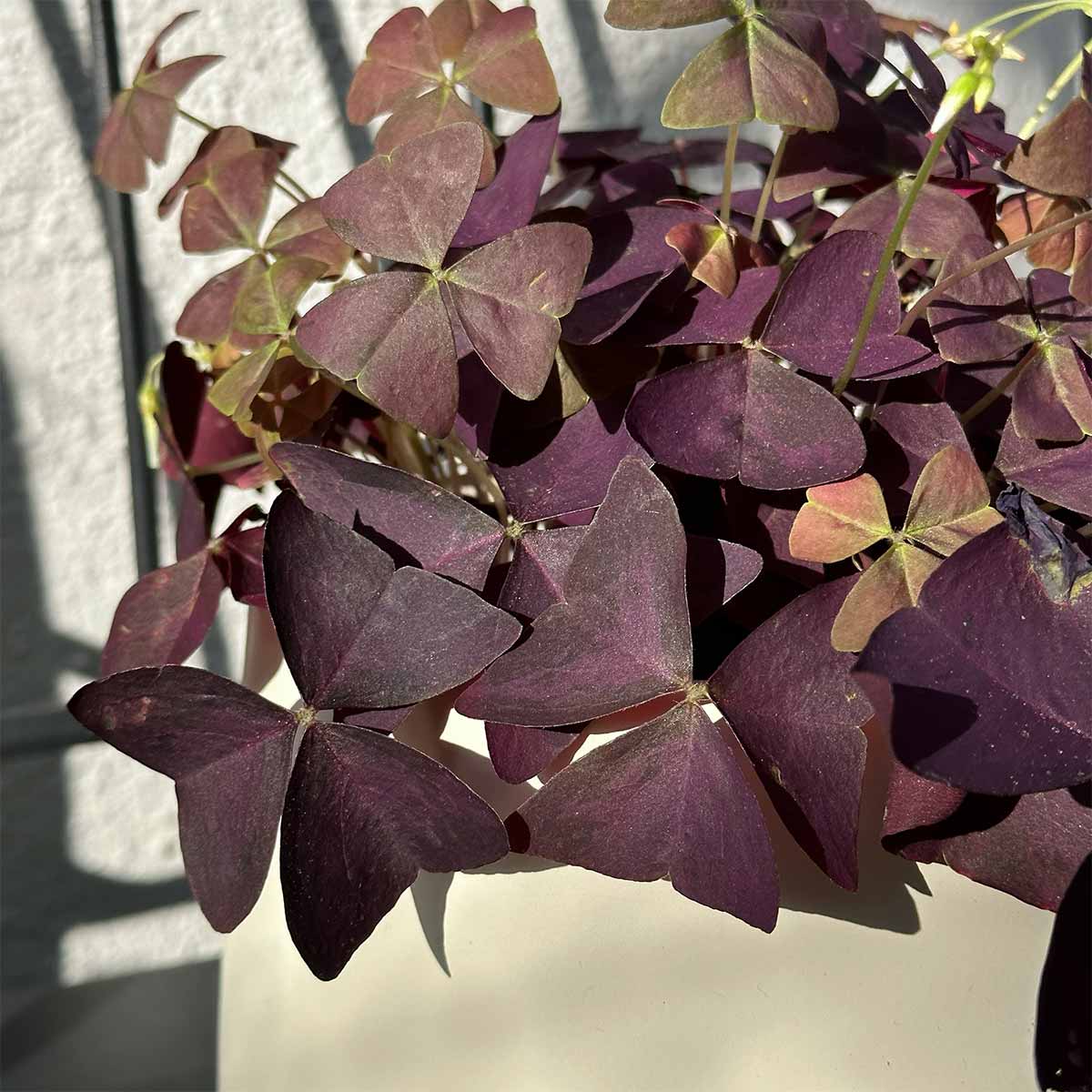 Oxalis triangularis 'Myke' H20 cm - Trifoi ornamental violet - Plante ...
