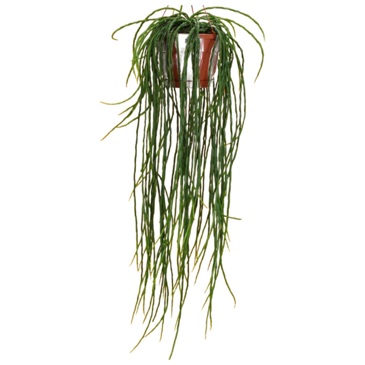 Rhipsalis paradoxa (Chain cactus) H120 cm – PlantUp