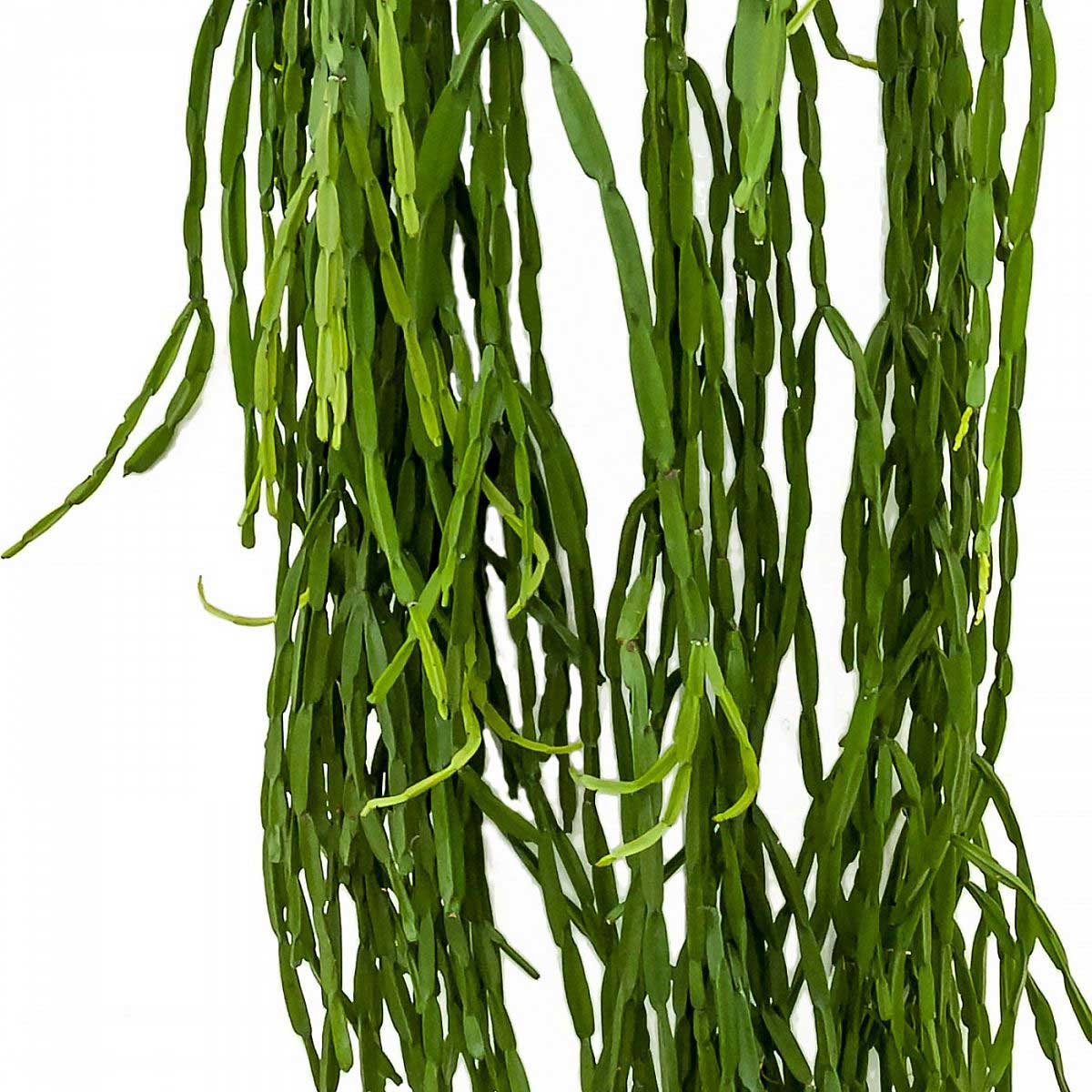 Rhipsalis paradoxa (Chain cactus) H120 cm – PlantUp