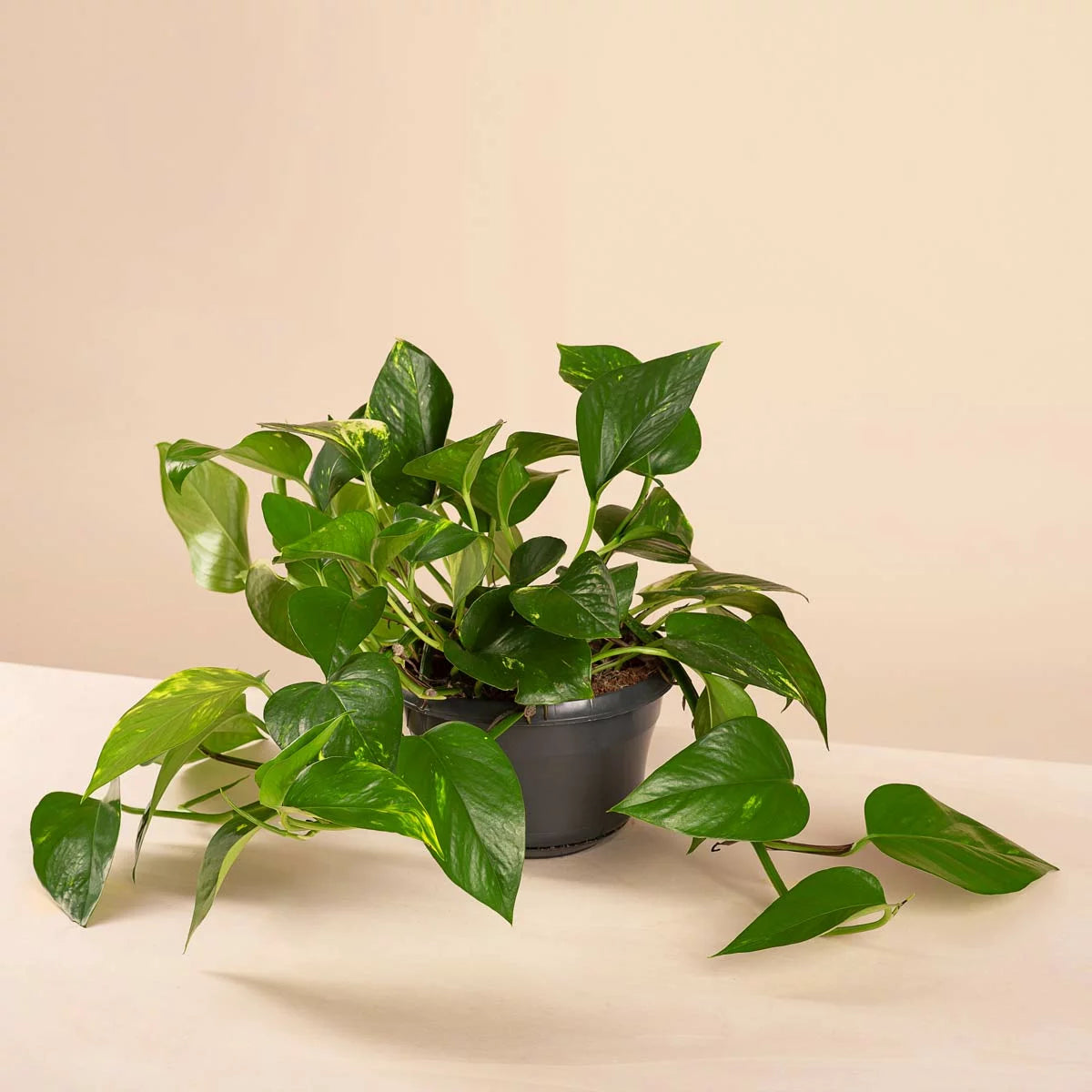 Scindapsus aureus (Pothos) H45 cm – PlantUp