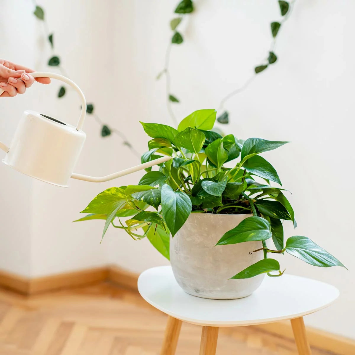 Scindapsus aureus (Pothos) H45 cm – PlantUp