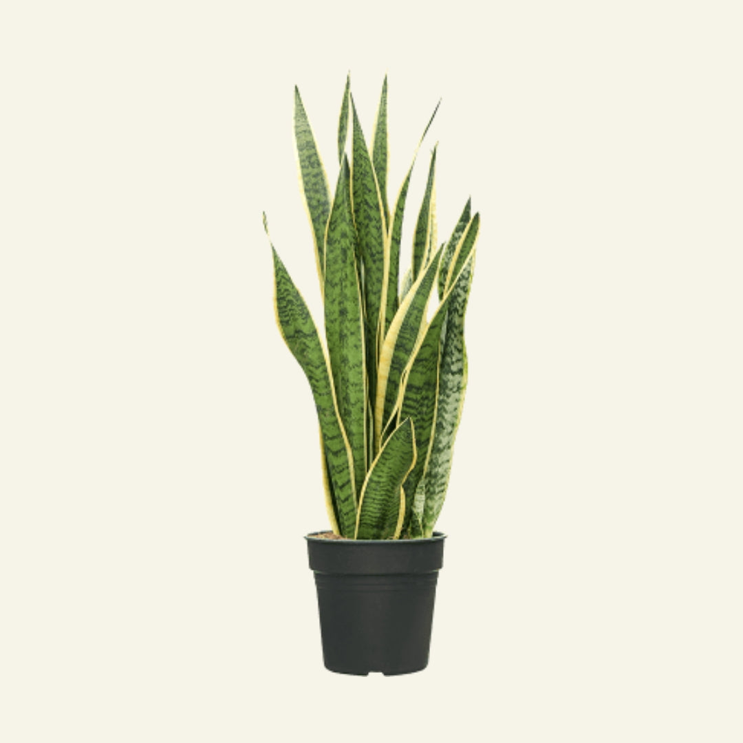 Sansevieria trifasciata 'Laurentii' H80 cm - Limba soacrei - PlantUp