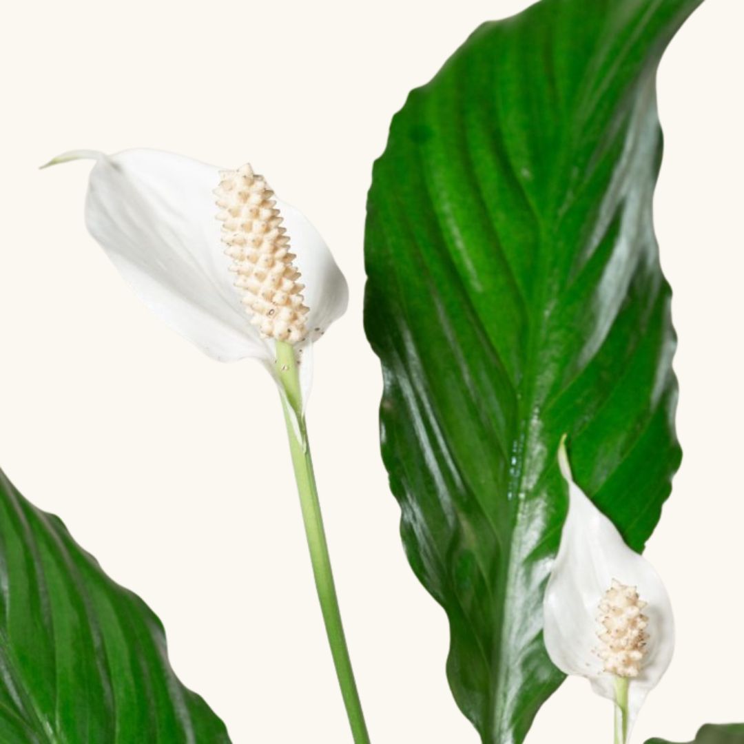 Spathiphyllum vivaldi (Crinul pacii) H65 cm – PlantUp
